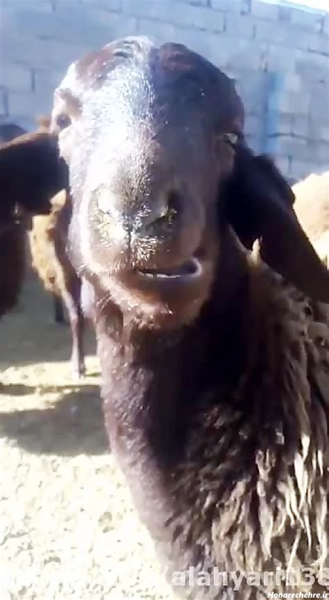 20 عکس خر در حال غذا خوردن لحظات جالبی را ثبت می کند