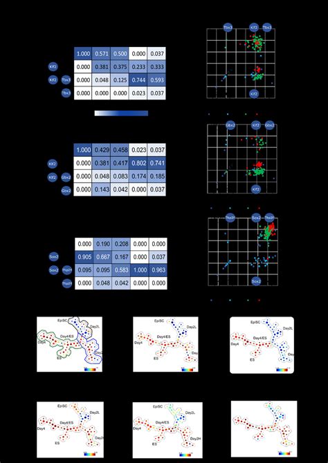 Single Cell Gene Expression Profiles Recapitulate Predicted Sequence Of Download Scientific