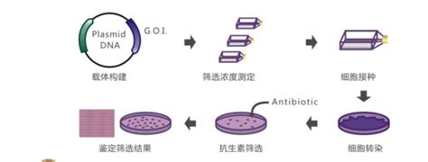 稳定细胞株筛选武汉科斯坦生物科技有限公司