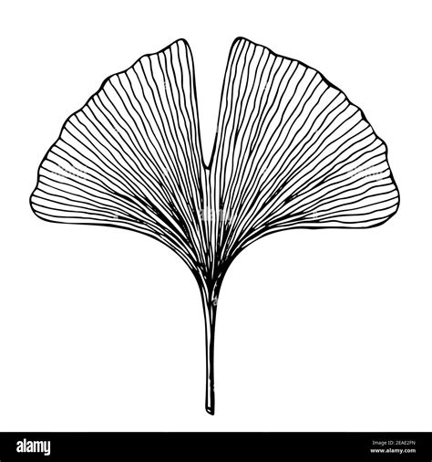 Ginkgo Biloba Tree Leaf Isolated Hand Drawn Black And White Vector Illustration On White