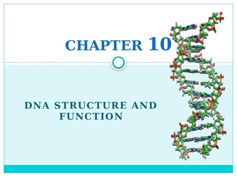 PPTX DNA STRUCTURE AND FUNCTION CHAPTER DNA STRUCTURE DOKUMEN TIPS