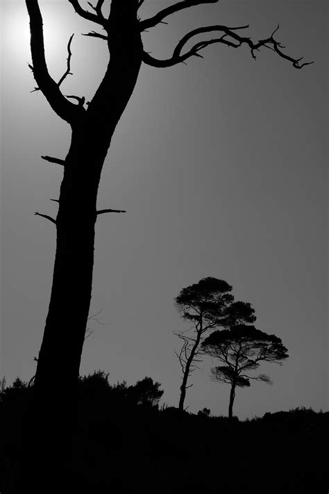 Mythical Trees Andreas Kamoutsis