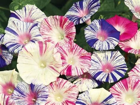 Мини Доклад Про Растения Из Красной Книги Для 3 Класса Prikazwebdesign