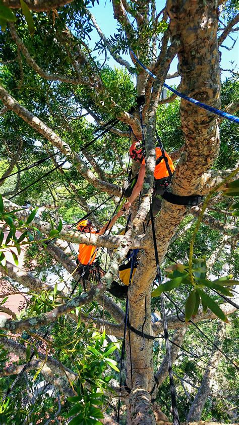 Tree Bracing Specimen Treecare