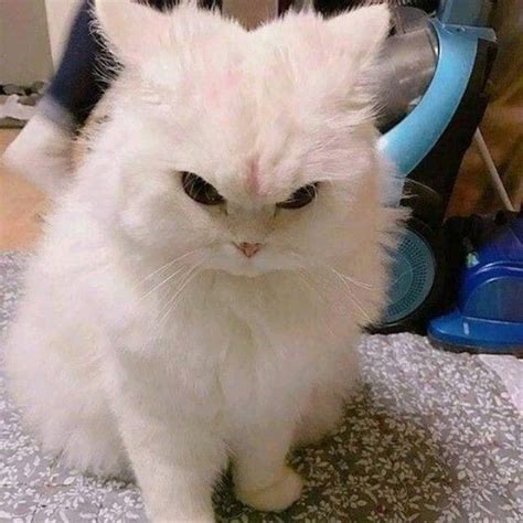 Пин от пользователя Meowingg Kingdom👑 на доске Angry Cat Котята