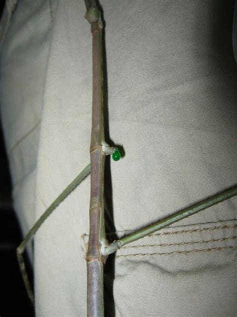 An Insect That Looks Like A Stick Pics