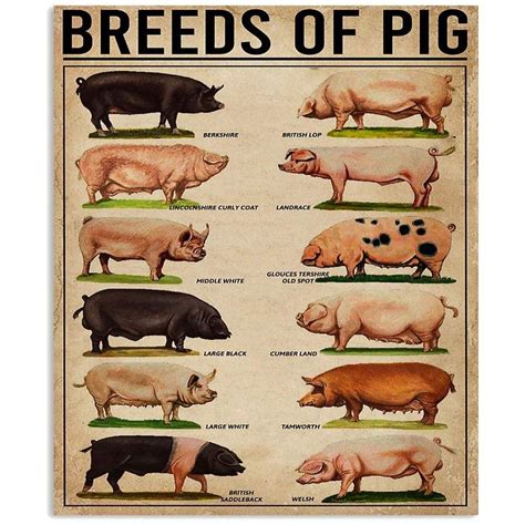 Breeds Of Pigs Knowledge Vertical Poster Pig Breeds Pig Animal Facts