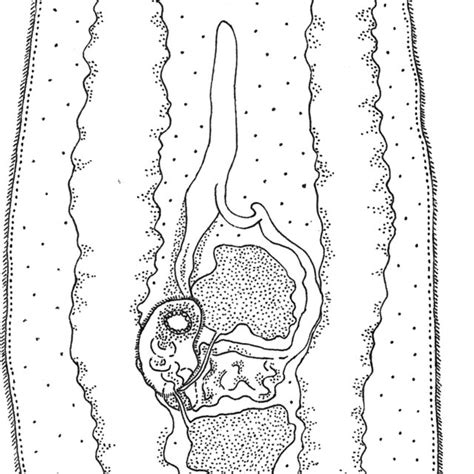 Line Drawing Of Clinostomum Sinensis N Sp From Candidia Barbata In Taiwan Download