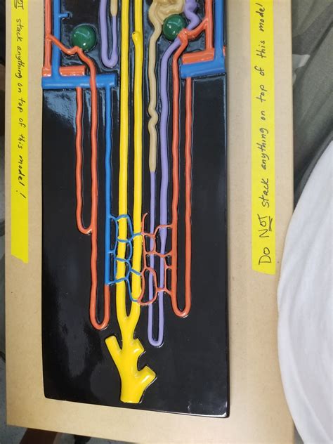 Nephron Loop 2 Diagram Quizlet