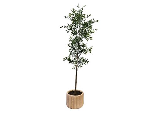 Benjamina Tree Violet Vintage Rentals