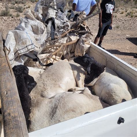 Pics Cops Make Stock Theft Bust Daily Sun