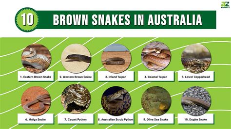 Australian Snakes Identification Guide