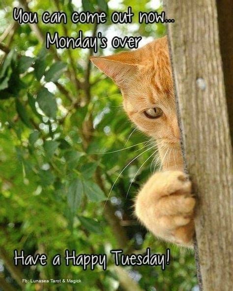 Tuesday Cat Meme Funny