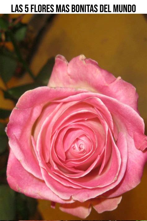 Las 5 Flores Mas Bonitas Del Mundo