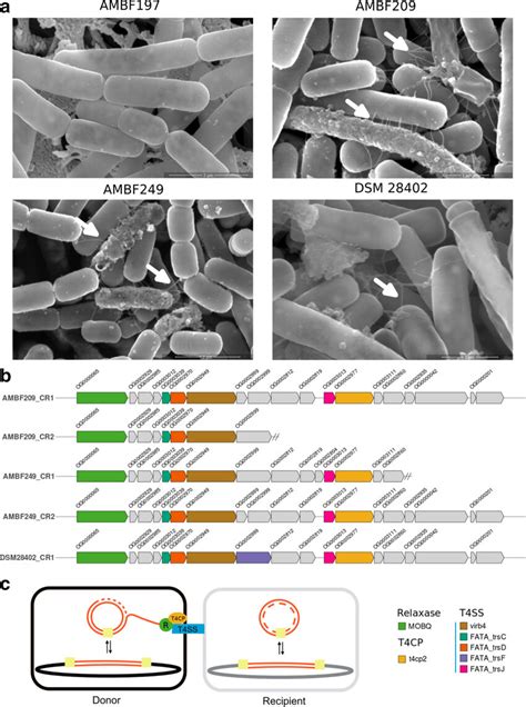 Scanning Electron Microscopy Sem And Genes Related To Conjugation