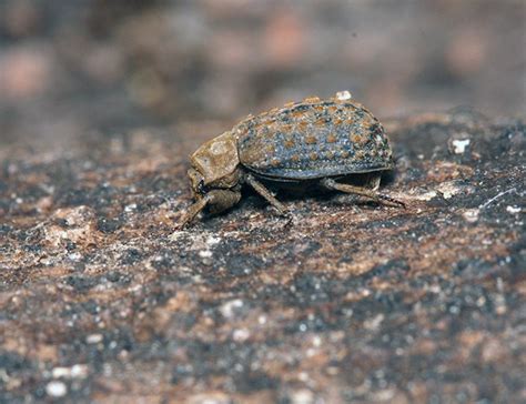 Glyptotrox Opacotuberculatus