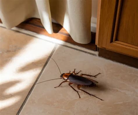 The Roach That Just Wouldnt Leave Why Pest Control Needs A New