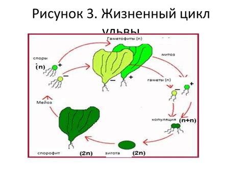 Зеленые водоросли презентация онлайн