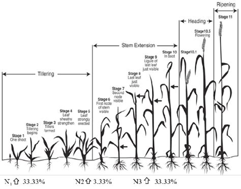 Yield And Yield Contributing Traits Of Wheat Varieties As Affected By Nitrogen Rates