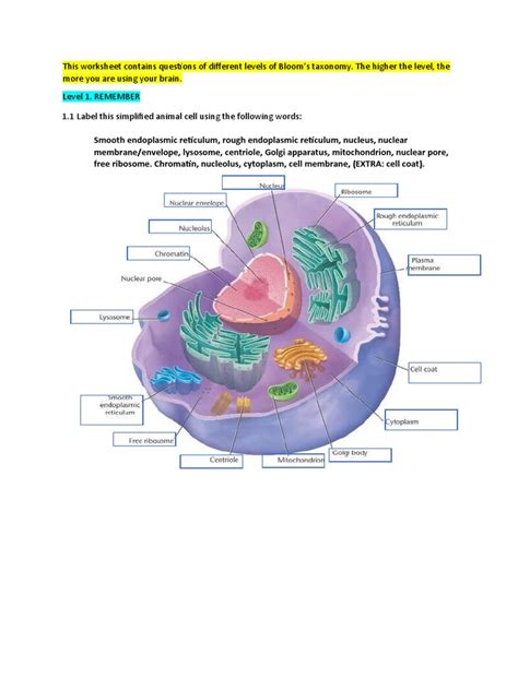 Cell Structure Worksheet 1 Bloom Taxonomy Pdf Endoplasmic Reticulum