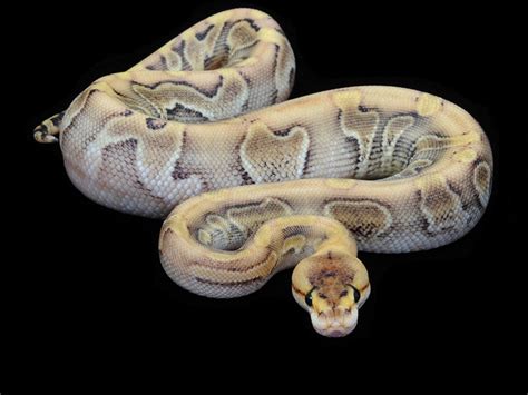 Morph List World Of Ball Pythons