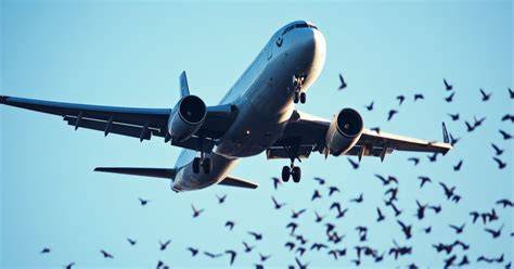 El Peligro De Los Choques Con Pájaros Para Los Aviones Así Son Las