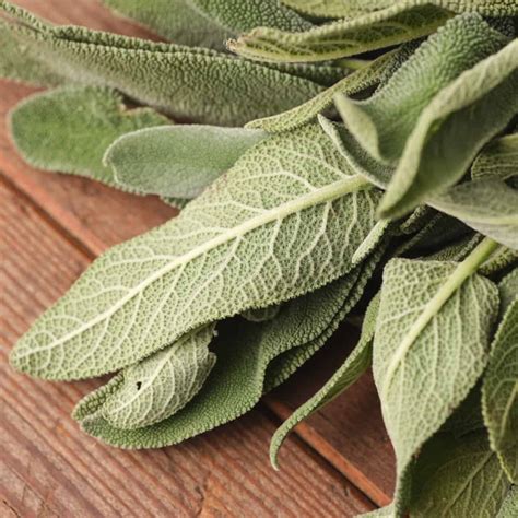 How Long Does Sage Leaves Take To Mature At Barbara Macdonald Blog