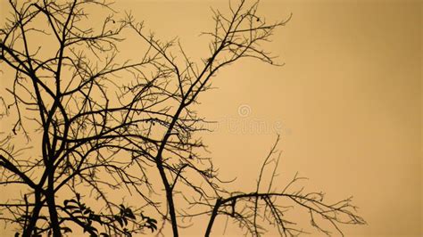 A Tree Branch That Has No Leaves Stock Image Image Of Fertilizer Balcony 262802861