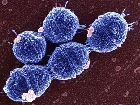 Streptococcus Sp Bacteria Sem Stock Image B236 0135 Science Photo Library