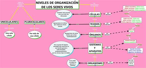 Mapa Conceptual Niveles De Organizacion De Los Seres Vivos En 2020
