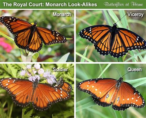 Soldier And Butterfly Queen Butterfly Vs Monarch African Monarch