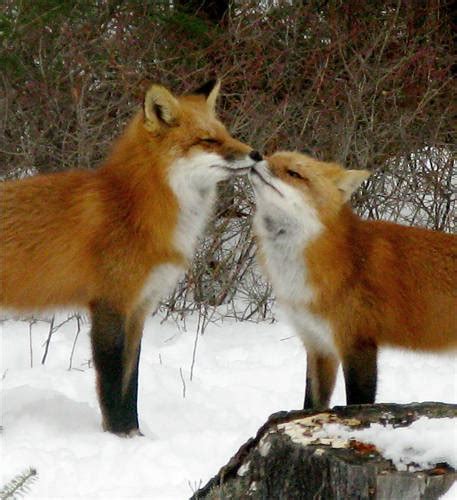 The Reproductive System The Red Fox Resource