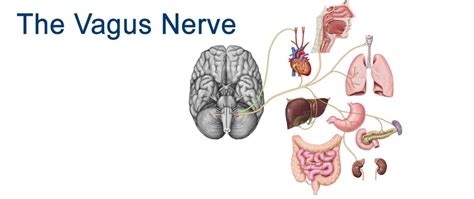 Support Your Vagus Nerve Naturally Core Health Centers