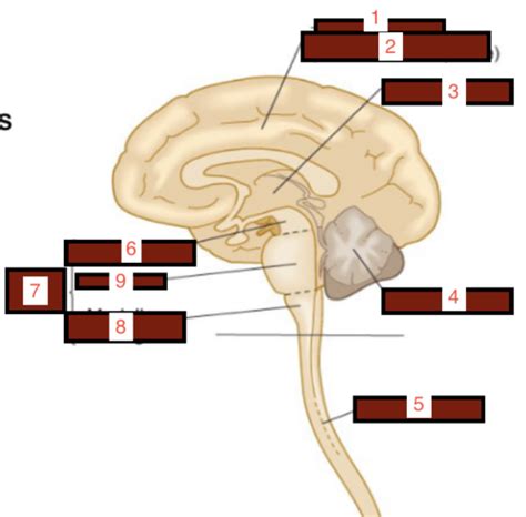 Neuroanatomy Module 1 Flashcards Quizlet