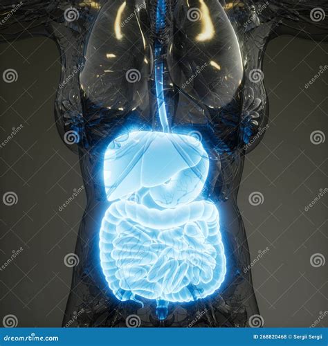 3d Illustration Of Human Digestive System Parts And Functions Stock