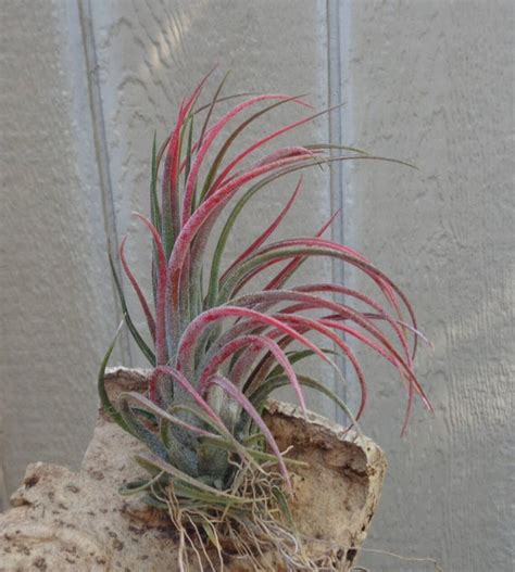 Tillandsia Pruinosa X Scaposa Air Plants Etsy Hong Kong
