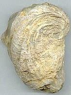 Fossil Bivalve