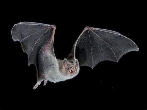A Walk On The Wild Side — Desmodus Rotundus
