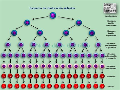 Eritropoyesis La Eritropoyesis Notas De Un Cientifico