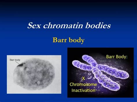 Ppt Sex Chromatin Bodies Barr Body Powerpoint Presentation Free