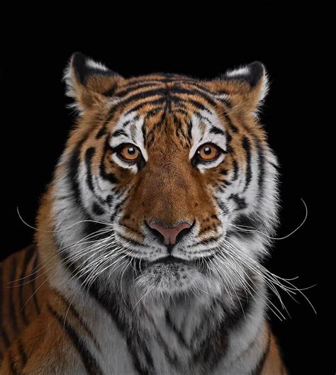 Award Winning Photographer Brad Wilson Captures Unbelievable Close Up