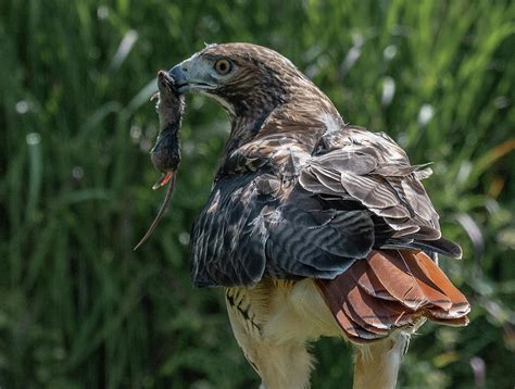 Red Tailed Hawk With Mouse Photograph By Hershey Art Images Pixels