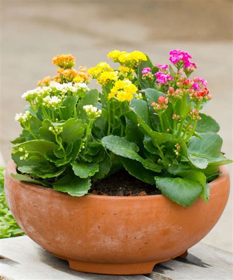 Best Indoor Flowering Plants 10 Pretty Blooms To Grow Homes And Gardens