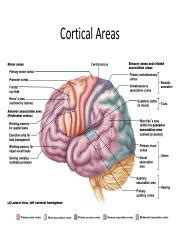 Brain Lecture Cerebral Cortex Pdf Cortical Areas Course Hero