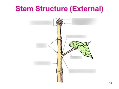 Stem Structure Diagram Quizlet