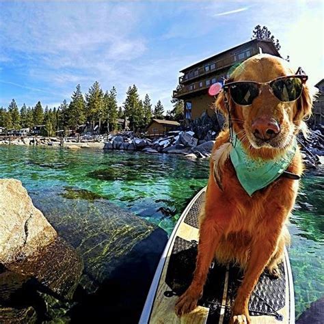 Cute Sup Pup Standup Paddle Dog Life Dog Pictures