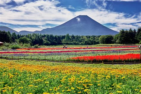 山梨縣‧富士本栖湖渡假村「2023彩虹花卉祭／2023 Rainbow Flower Fes」 日本必買com