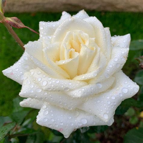 Anastasia ® (NIRpwhi) | Roses' Name