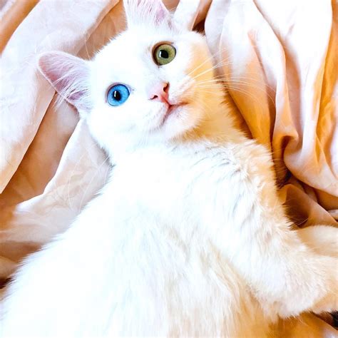 Турецкая ангора все о кошке фото описание породы характер цена