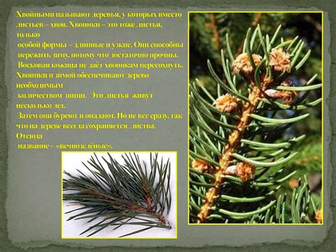 Растительный мир хвойных лесов Тайга Online Presentation